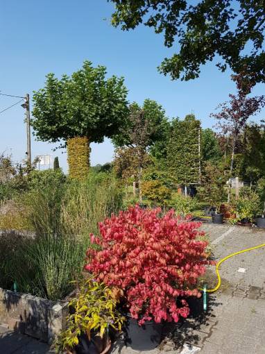 Die Baumschule Klosterhalfen: Pflanzen, Bäume, Stauden. Königswinter ...
